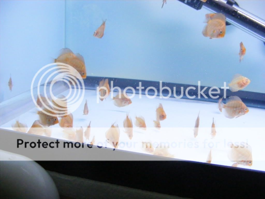 Updated pics of my Fry. - SimplyDiscus