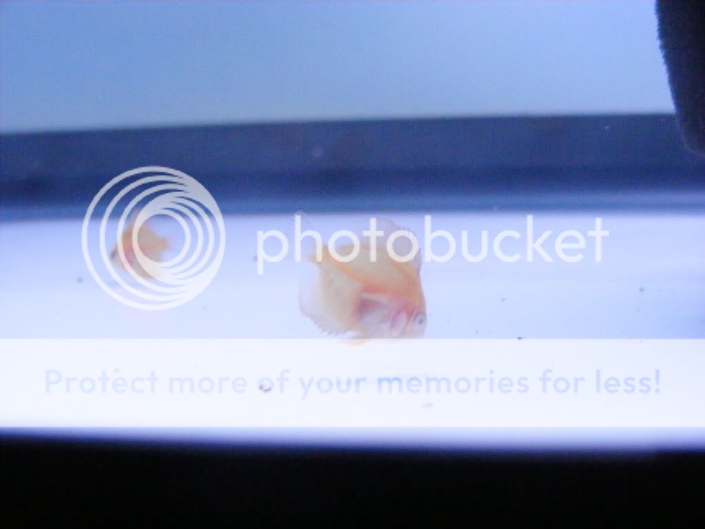 Updated pics of my Fry. - SimplyDiscus